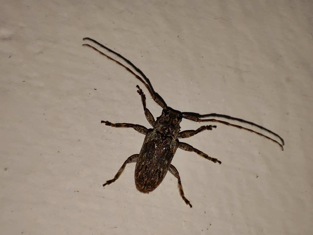 Coptops aedificator from Sengkang on August 19, 2023 at 11:03 PM by Lay ...