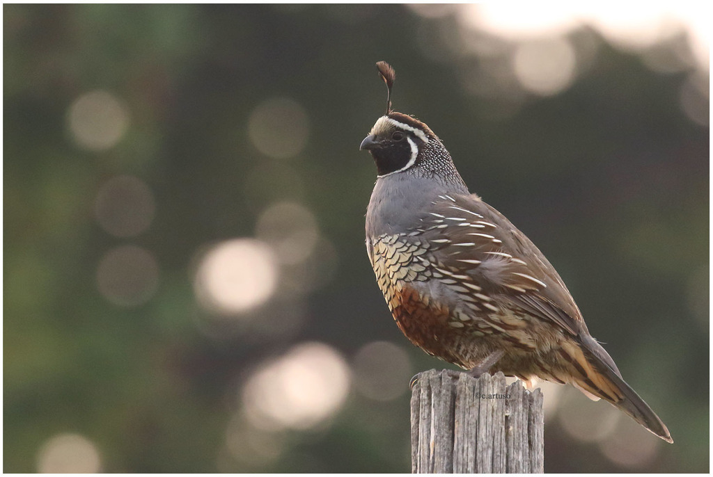 California Quail from Penticton, BC, Canada on August 16, 2023 at 08:15 ...