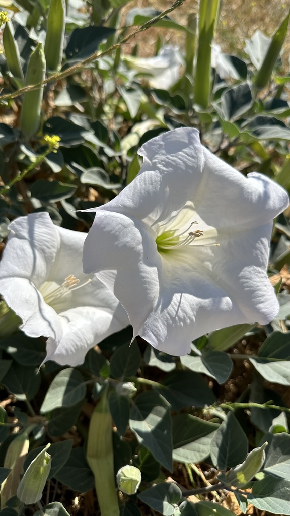 Sacred Datura from Alamo Pintado Rd, Solvang, CA, US on August 19, 2023 ...