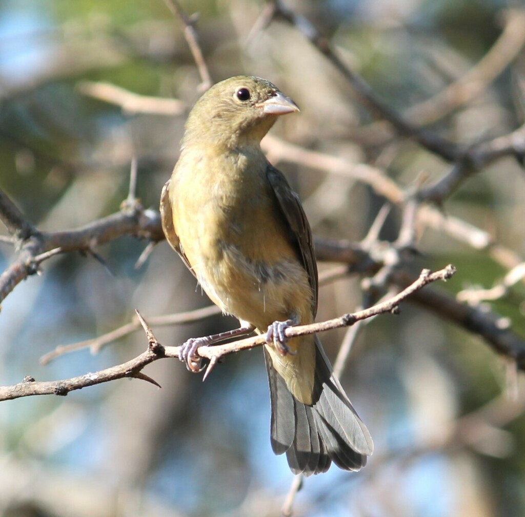 Painted Bunting in August 2023 by centex · iNaturalist