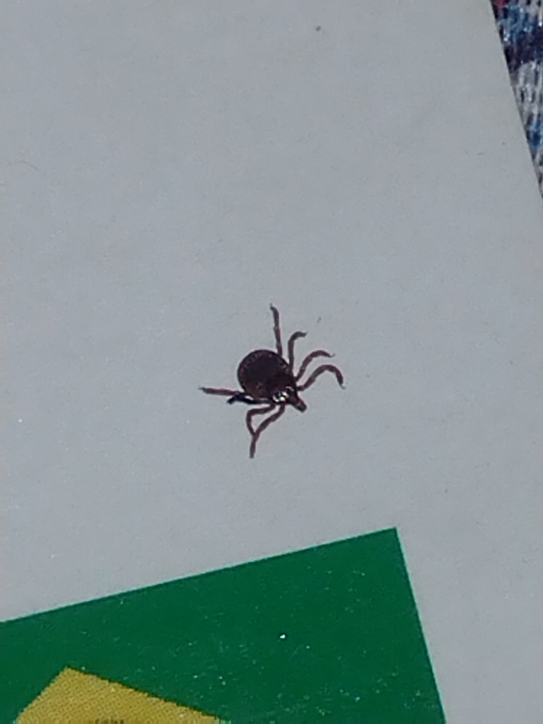 Bont Ticks from Fazenda Califórnia - Alto Caxixe, Venda Nova do ...