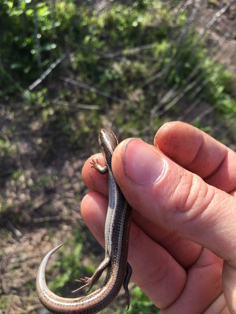 Western Skink in February 2019 by Nathan · iNaturalist
