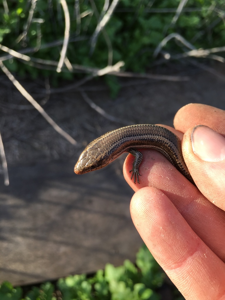 Western Skink in February 2019 by Nathan · iNaturalist