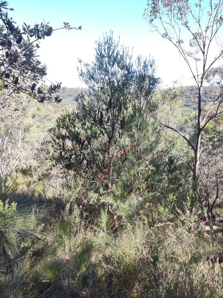 Heath-leaved banksia from Cowan NSW 2081, Australia on August 20, 2023 ...