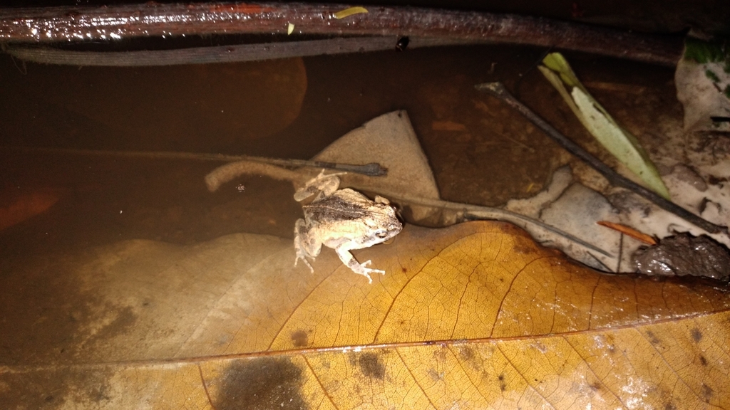 Túngara Frog from Nariva Swamp on August 19, 2023 at 07:15 PM by Renoir ...