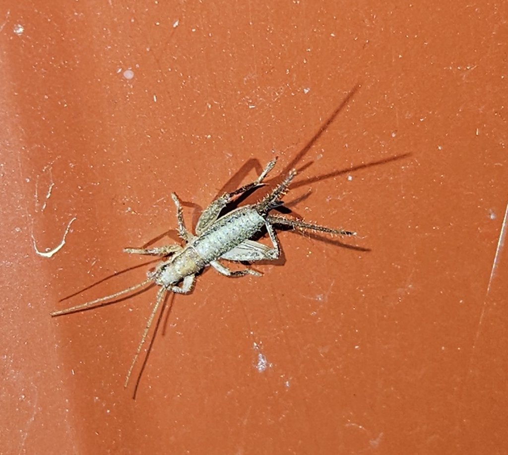 Forest Scaly Cricket from Vienna, IL 62995, USA on August 19, 2023 at ...