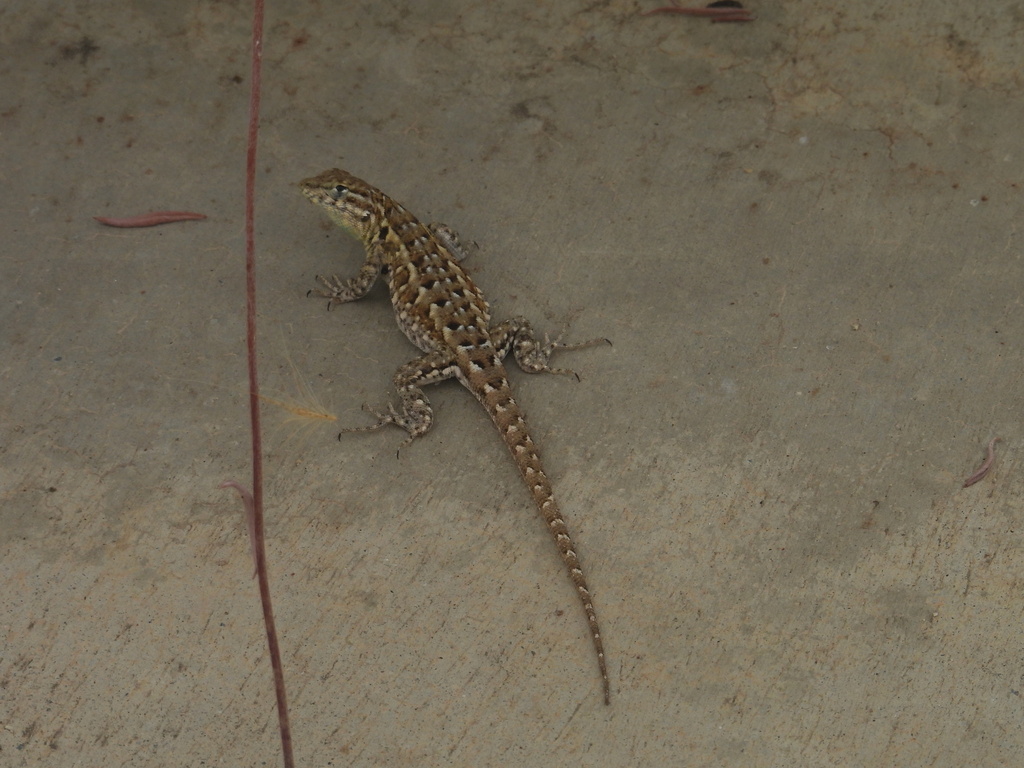Common Side-blotched Lizard from 9400 Dufferin Ave, Riverside, CA 92503 ...