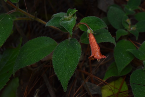 (Moussonia rupicola)