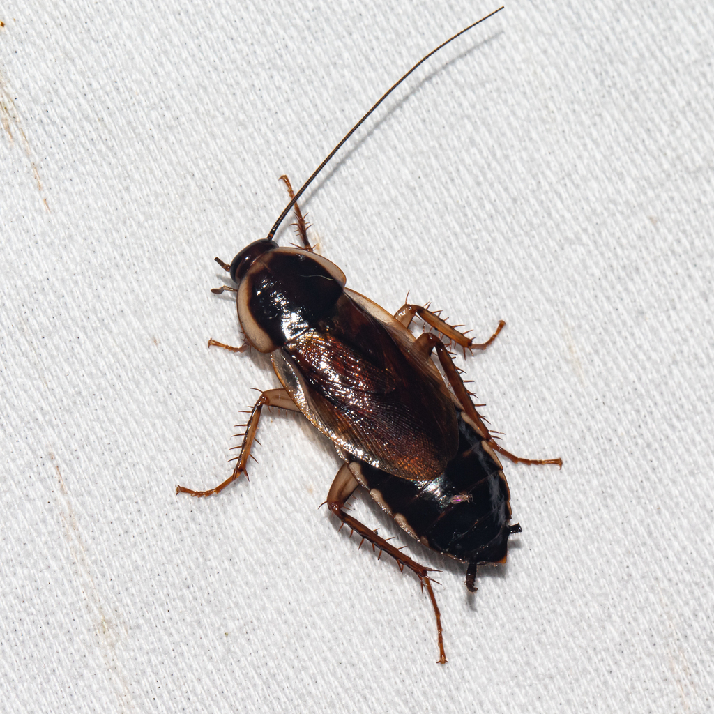 Pennsylvania Wood Cockroach from Anne Arundel County, MD, USA on August ...