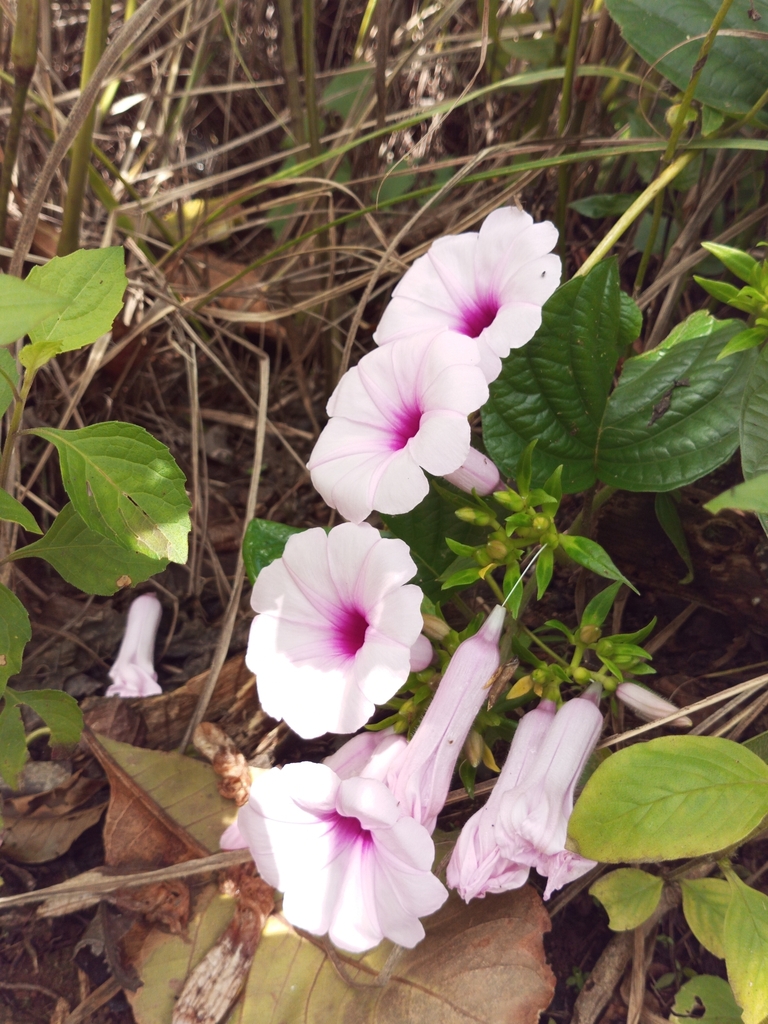 bindweed family from Chathamangalam Hills (Theruvamala, Kannur) on ...