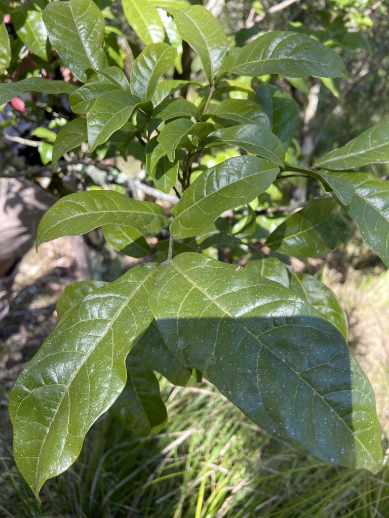 plants from Hubbards Rd N, Topi Topi, NSW, AU on August 20, 2023 at 01: ...