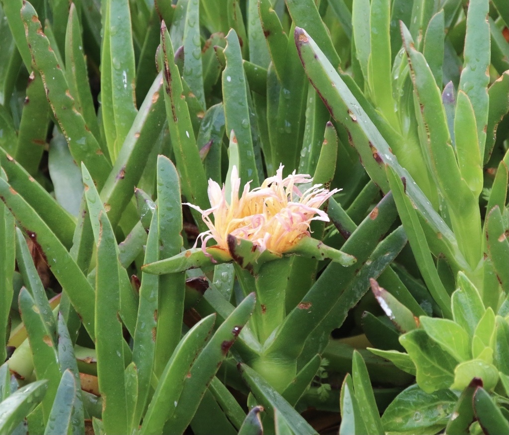 sea fig from Table Mountain National Park, Cape Point, WC, ZA on August ...