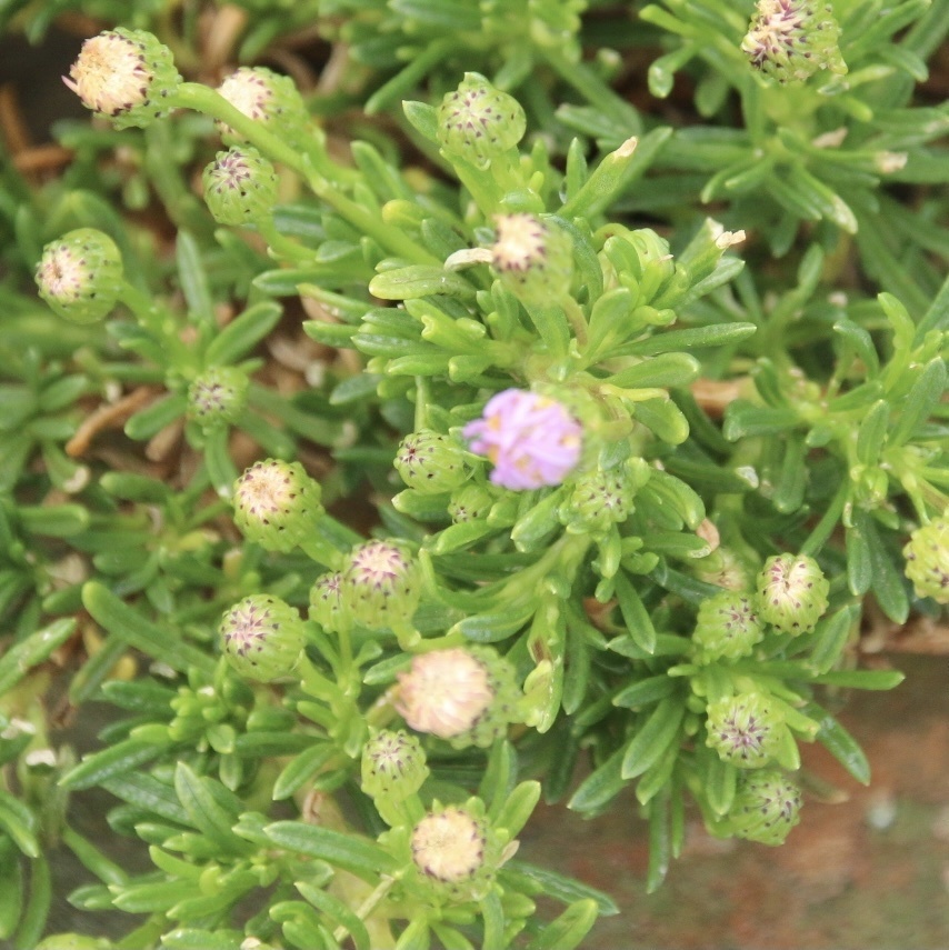 Bush Felicia from Table Mountain National Park, Cape Point, WC, ZA on ...