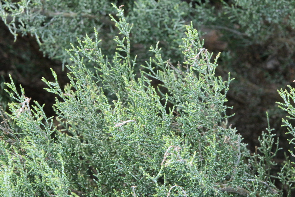 Renosterbush from Table Mountain National Park, Hout Bay, WC, ZA on ...