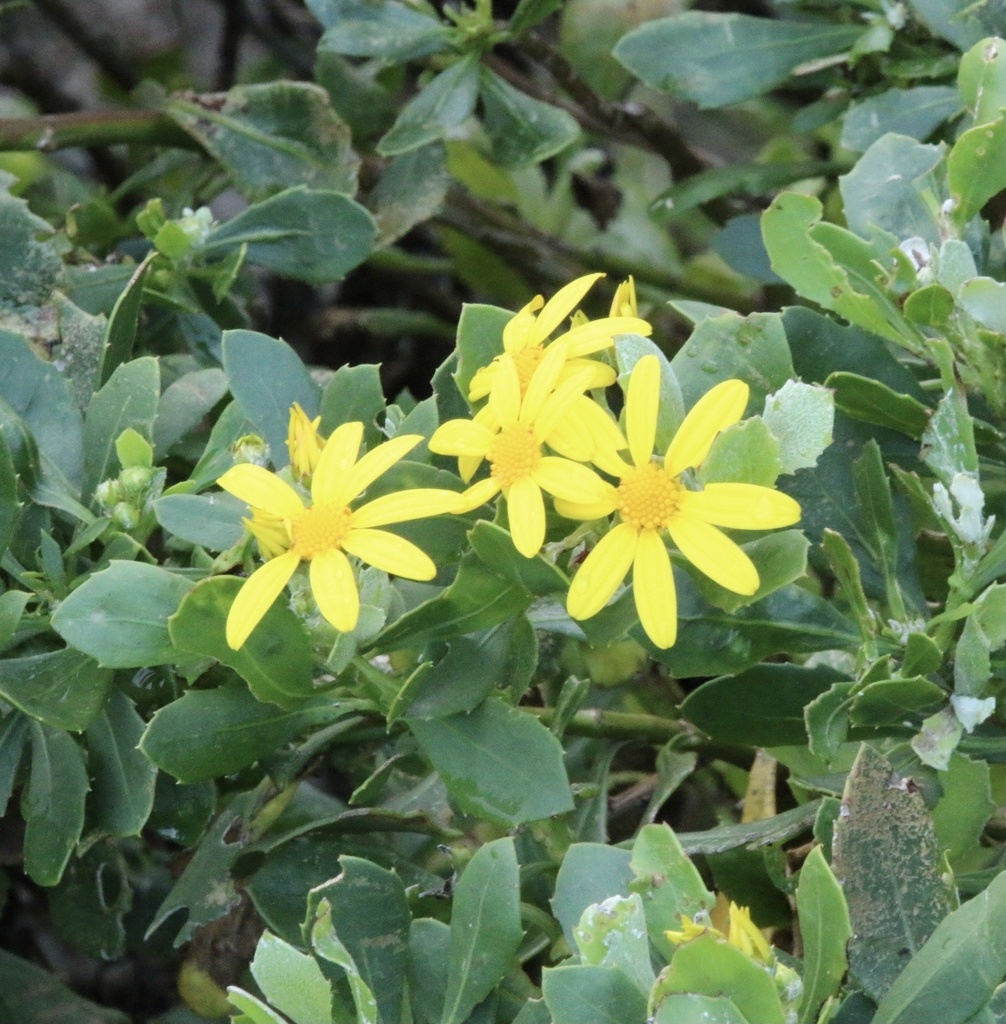 Bietou from Table Mountain National Park, Hout Bay, WC, ZA on August 18 ...