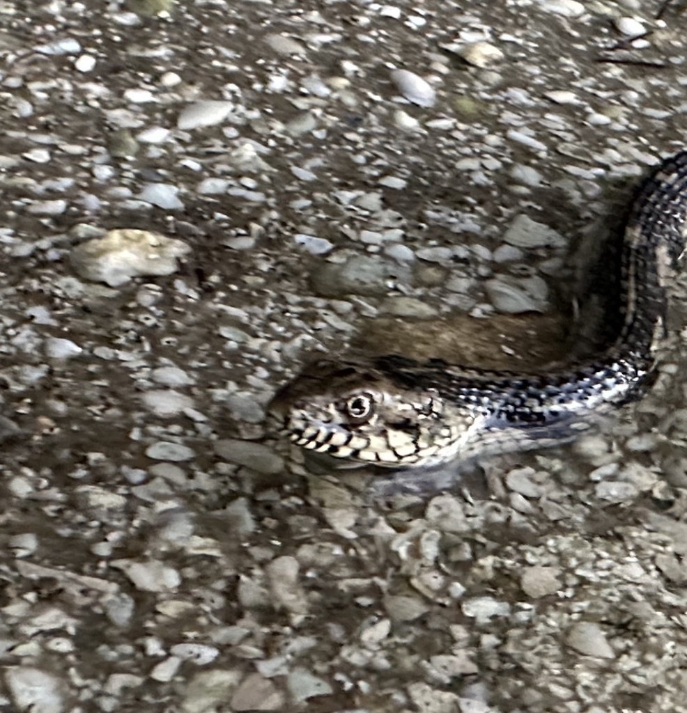 Saltmarsh Snake from Mosquito Lagoon, Mims, FL, US on August 20, 2023 ...