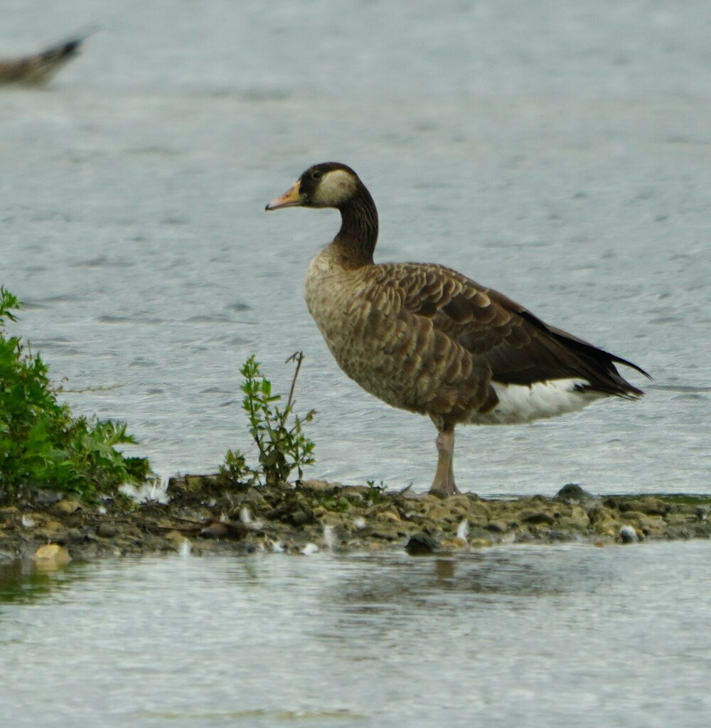 Canada Goose from 英國倫敦 on July 30, 2023 at 06:51 PM by Queenie Shum ...