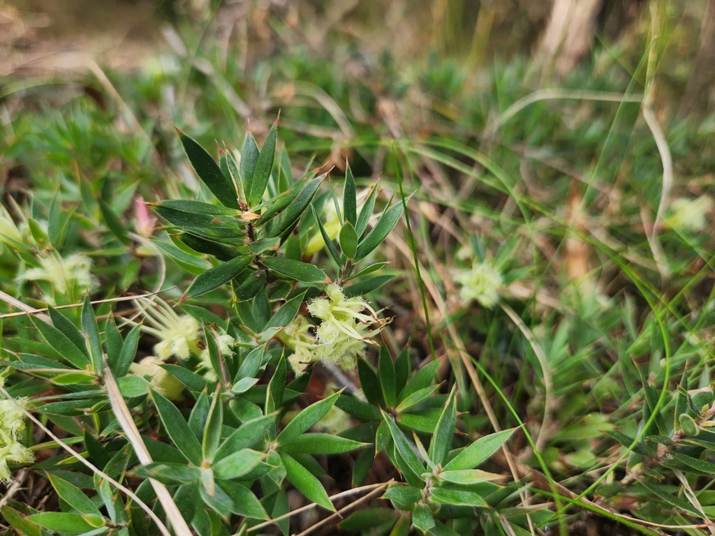 Golden Heath from Huntingfield TAS 7055, Australia on August 20, 2023 ...