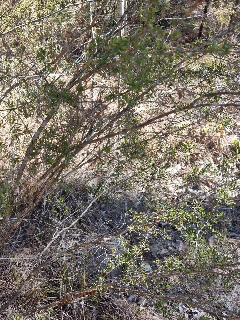 Tantoon from Cedar Creek QLD 4207, Australia on August 20, 2023 at 09: ...