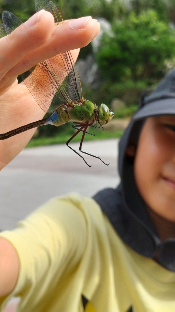 Anax julius from Gimpo, KR-KG, KR on August 20, 2023 at 04:29 PM by 윤성 ...