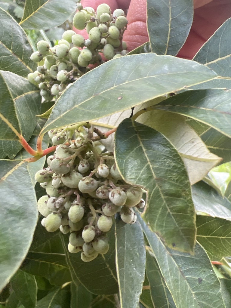 Wild currant from Table Mountain National Park, Cape Town, WC, ZA on ...