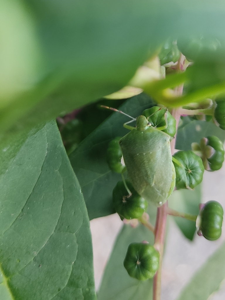 Southern Green Stink Bug from Дагомыс on August 19, 2023 at 06:46 PM by ...