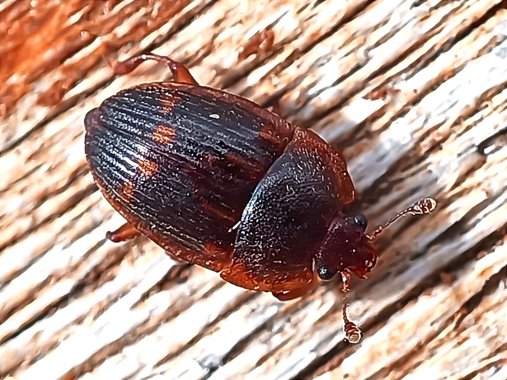 Strawberry Sap Beetle from 370 01 Litvínovice, Česko on August 20, 2023 ...