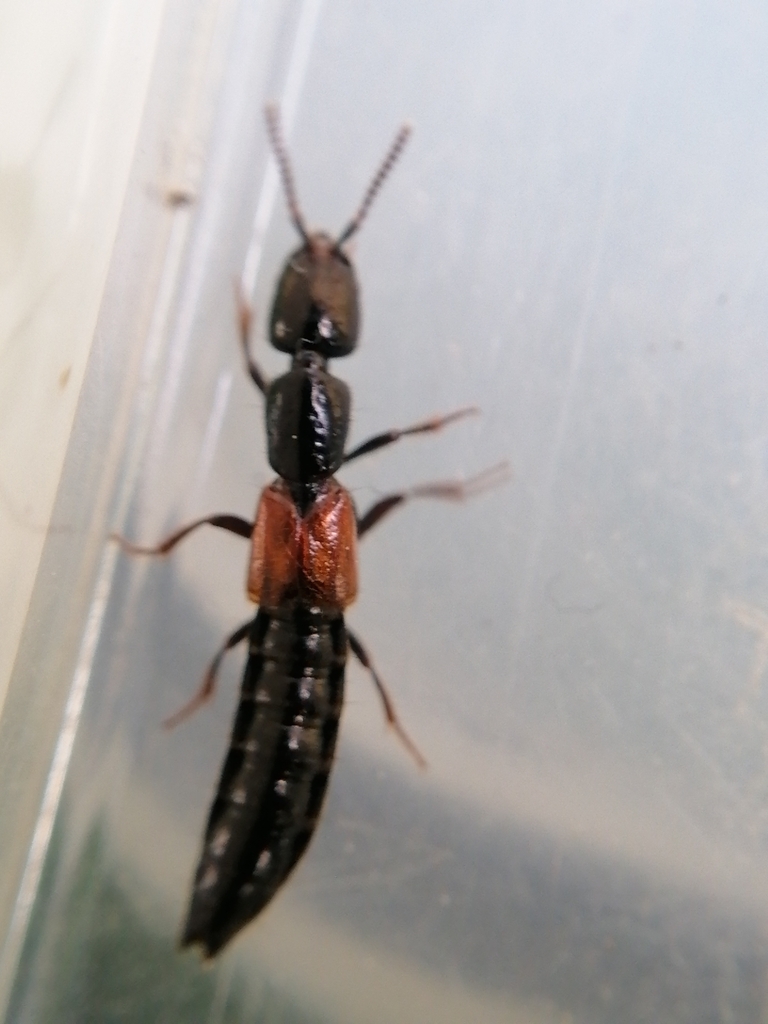 Megalinus glabratus from Søndersøskolen (Kirke Værløsevej), 3500 ...