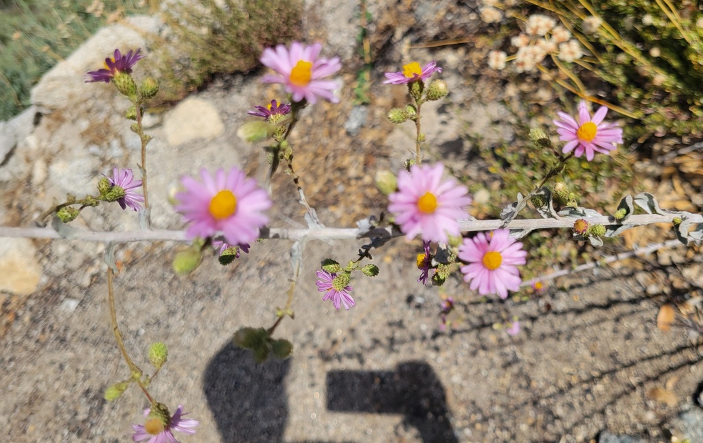 California Aster from Riverside County, CA, USA on August 16, 2023 at ...