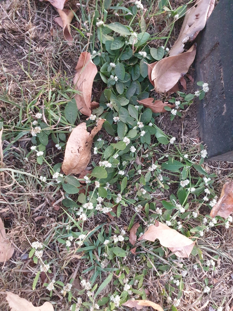 Alternanthera from Coconut Grove NT 0810, Australia on August 20, 2023 ...