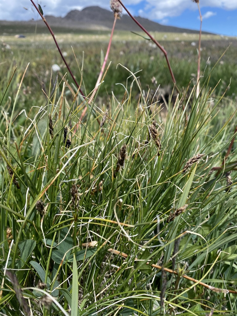Siberian Kobresia from Mount Evans Rd, Idaho Springs, CO, US on August ...