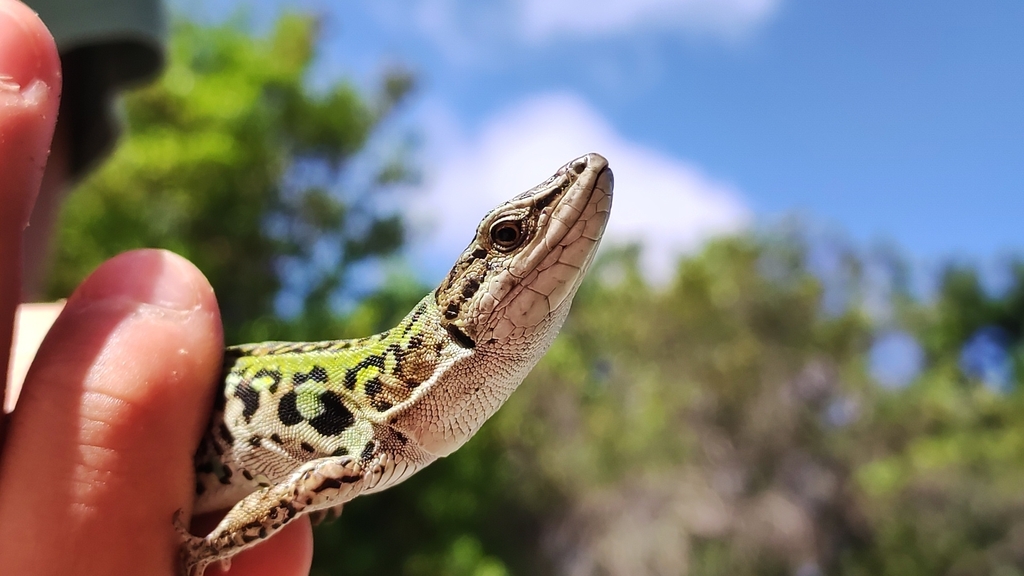 Northern Italian Wall Lizard from 1990-005 Lisboa, Portugal on April 29 ...