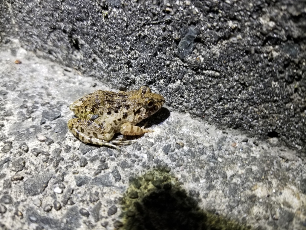 Rice field frog from 209-3 Tominaga, Daisen, Saihaku District, Tottori ...