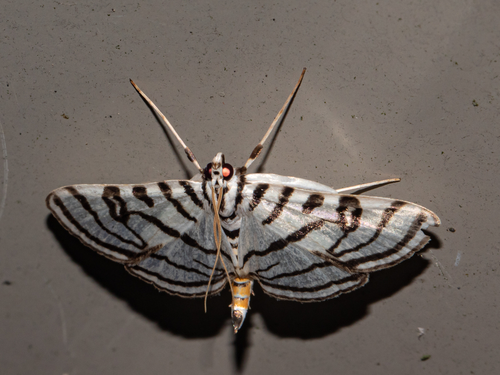 Zebra Conchylodes Moth from Anne Arundel County, MD, USA on August 2 ...