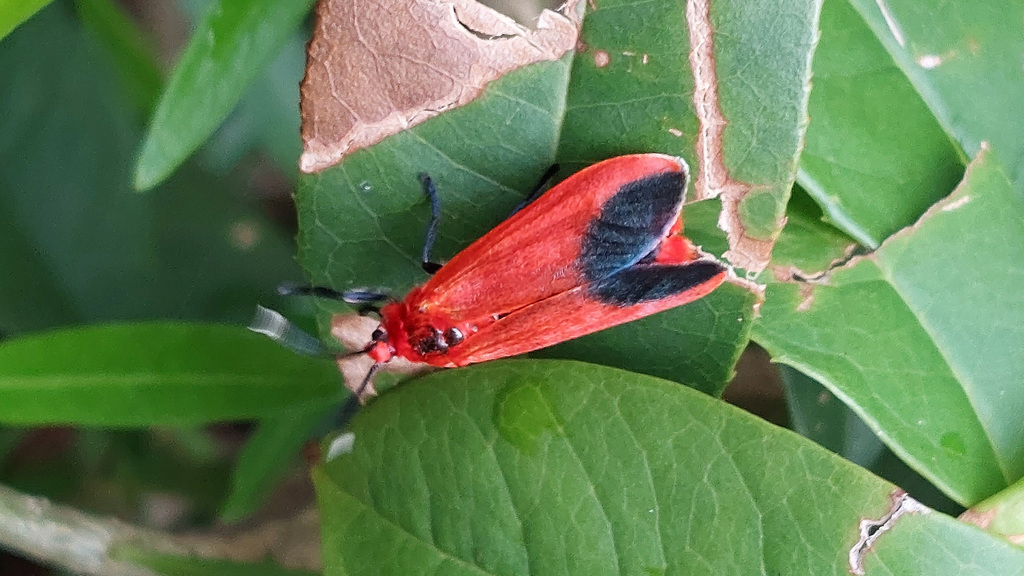 Phauda flammans from Tai Wai, Hong Kong on August 20, 2023 at 02:30 PM ...