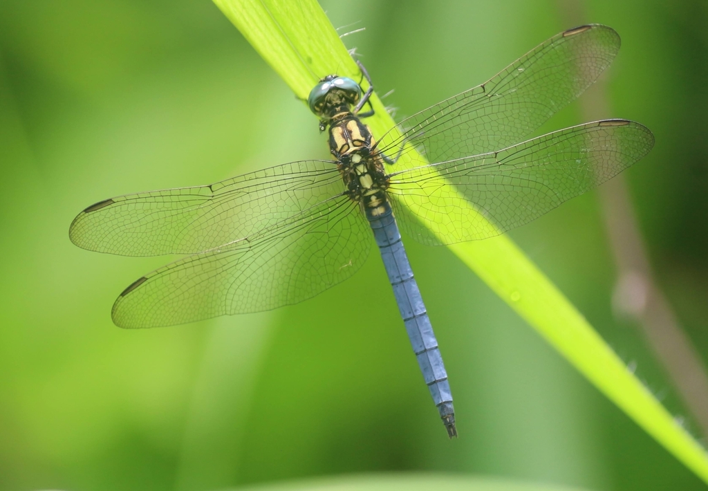 Slender Blue Skimmer from Oros on August 29, 2020 at 02:33 AM by Sachin ...