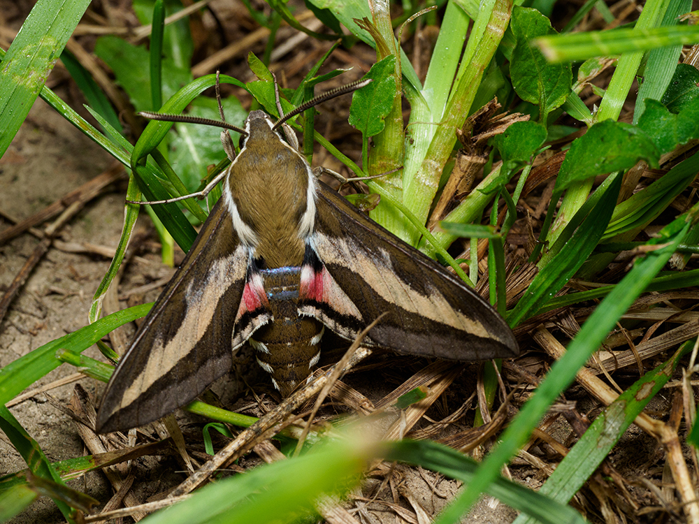 Bedstraw Hawkmoth from Winzer, Deutschland on August 20, 2023 at 02:31 ...