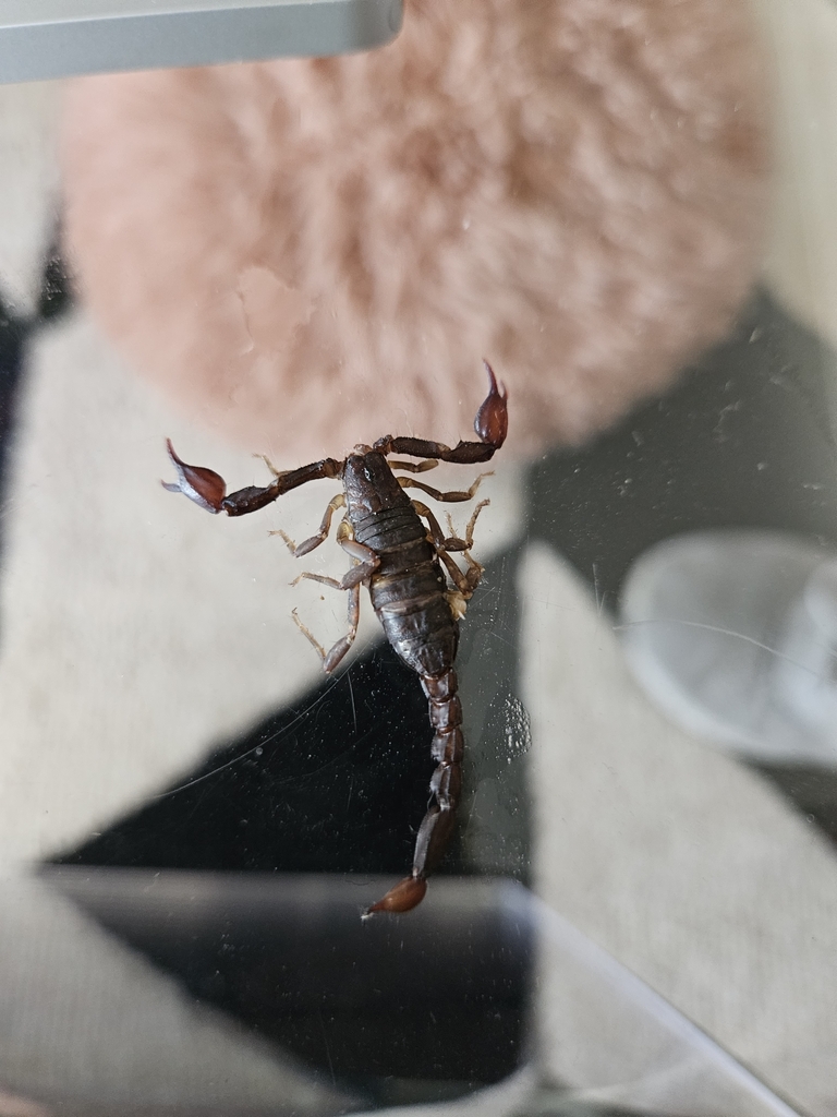 Texas Cave Scorpion from Canyon Lake, TX 78133, USA on August 20, 2023 ...