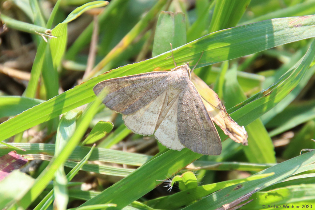 Vetch Looper Moth from Seven Islands Birding State Park, TN, USA on July 28, 2023 at 10:10 AM by ...