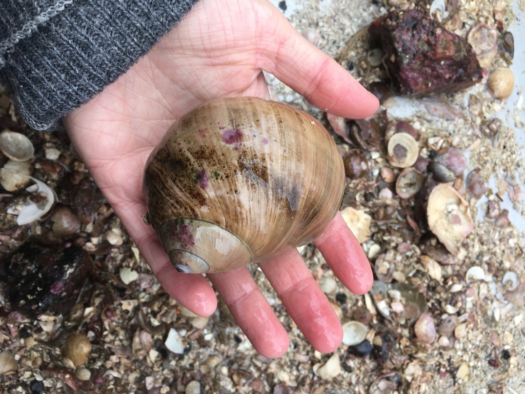 Lewis's Moon Snail from Barkley Sound, , , CA on February 8, 2019 at 12 ...