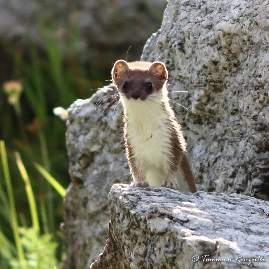 Eurasian Stoat from Valle d'Aosta, Italia on August 19, 2023 at 03:59 ...