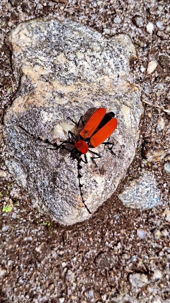 Rosalia lateritia from Langtang National Park on August 19, 2023 at 09: ...