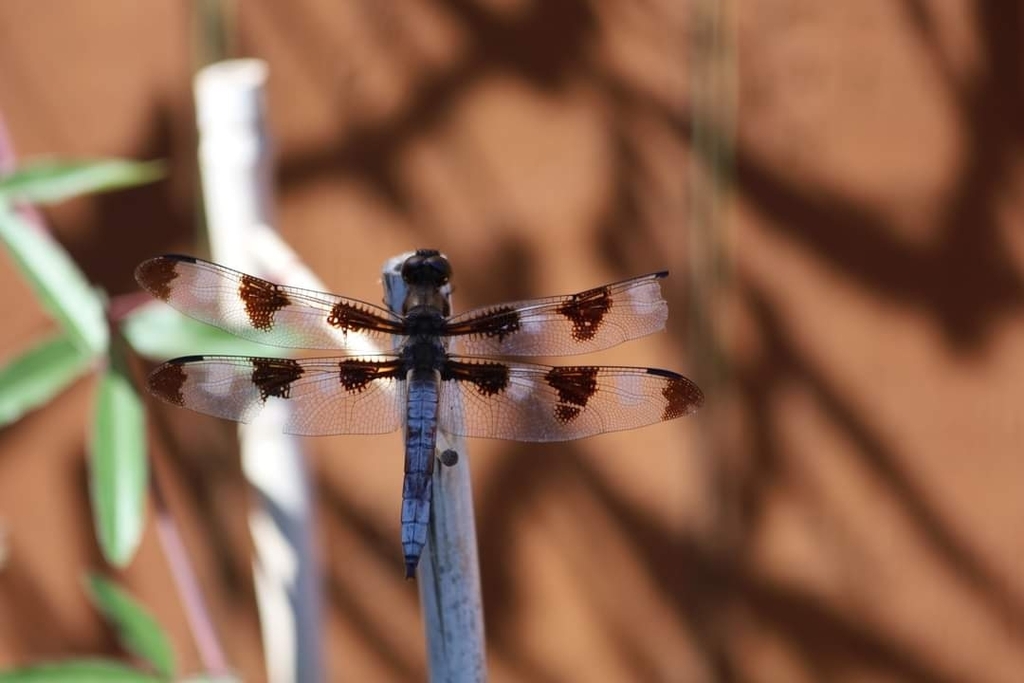 Twelve-spotted Skimmer from Creekwood Park on October 16, 2022 by Teddi ...