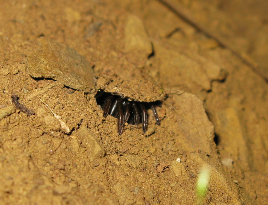 Wafer-lid Trapdoor Spiders from Knoxville Wildlife Area, vic. 38.751927 ...
