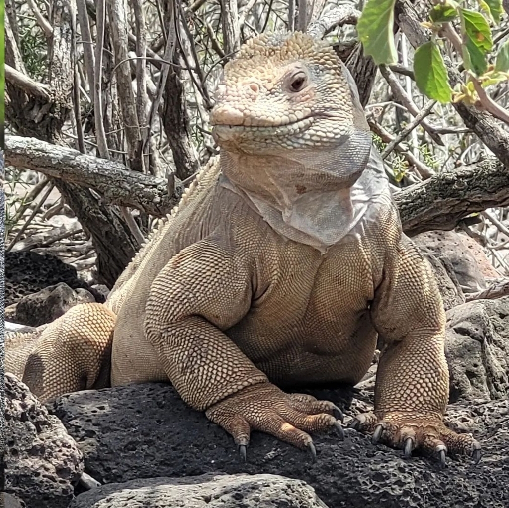 Santa Fe Land Iguana in May 2022 by Teddi R. Zonker · iNaturalist