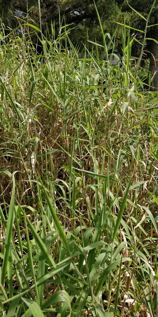 Para Grass from 50 Highwood Ln, Paget PG 05, Bermuda on February 9 ...