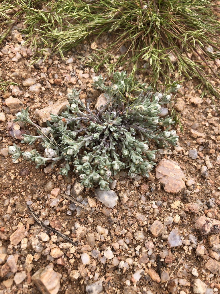 everlasting neststraw from McDowell Mountain Regional Park, Rio Verde ...