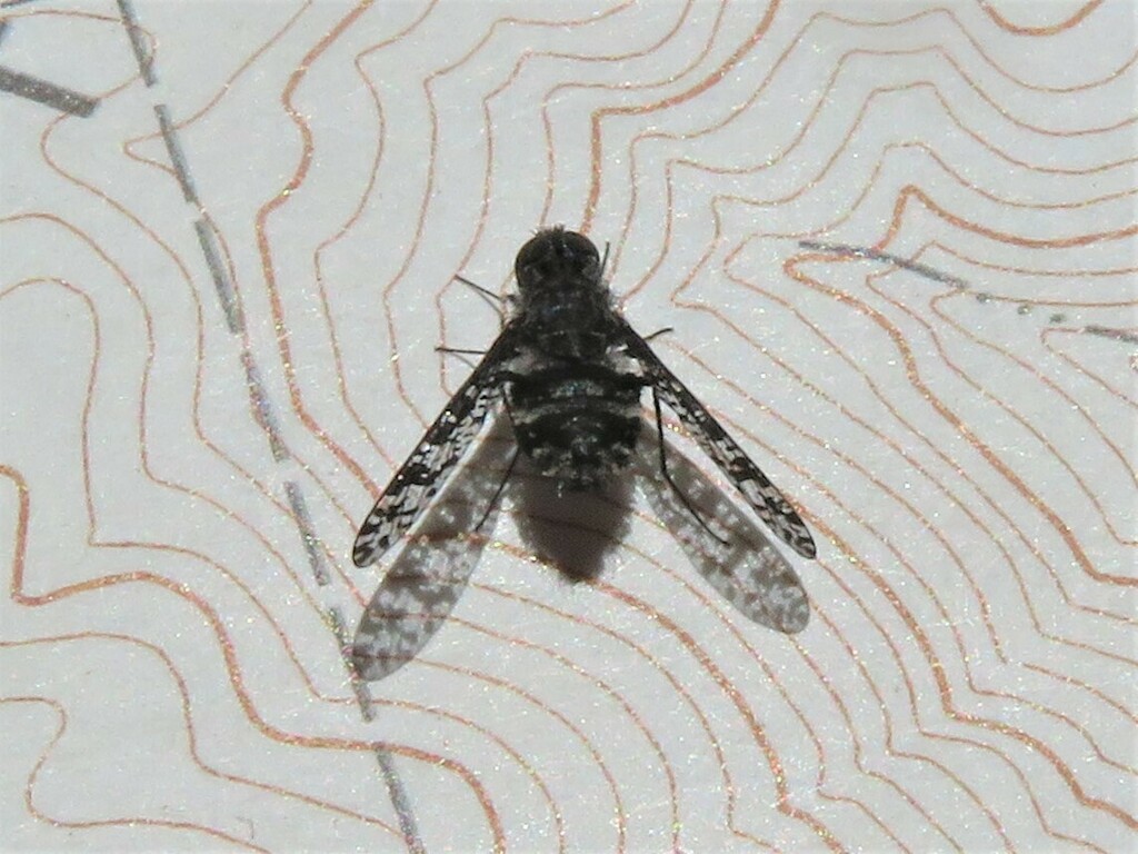 Spotted Bee Fly from Riverside County, CA, USA on August 18, 2023 at 01 ...