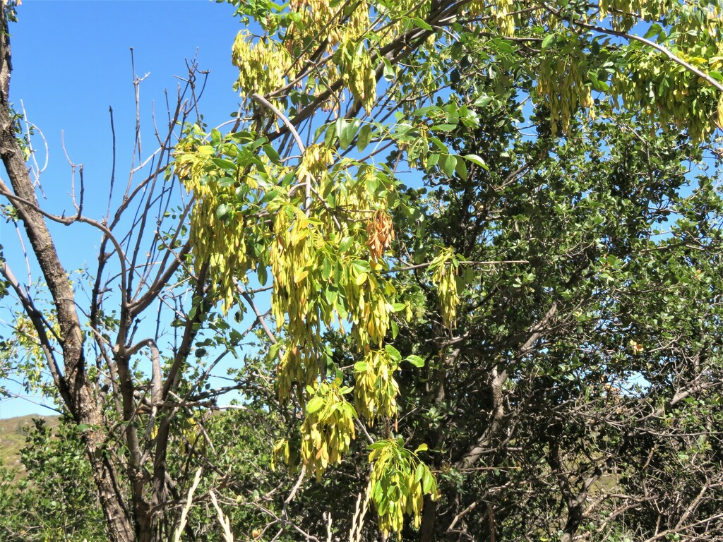 California Ash from Riverside County, CA, USA on August 18, 2023 at 10: ...