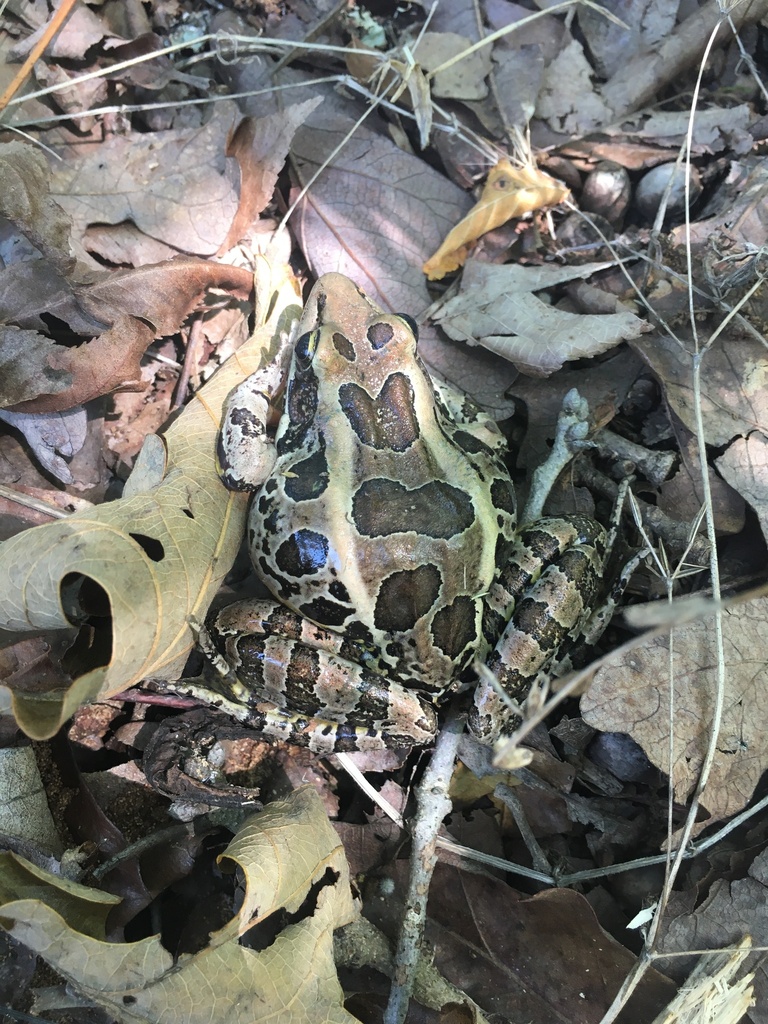 Pickerel Frog in August 2023 by Turquoise Dragon · iNaturalist